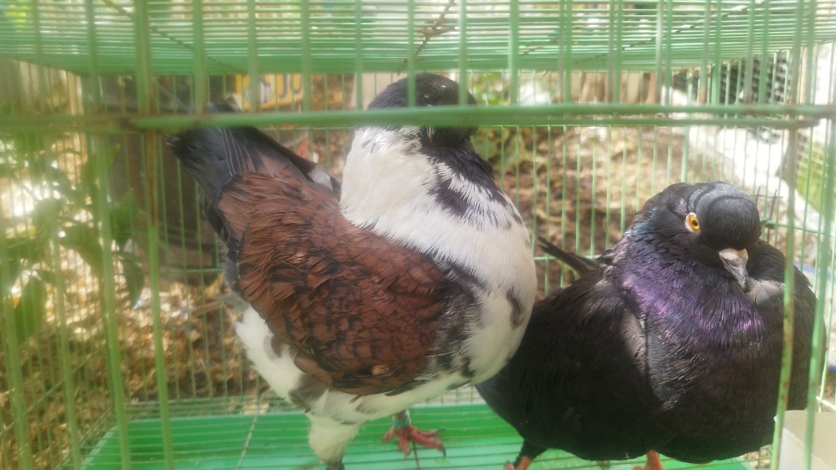 Pigeons king modena | Items | Qatar Living Classifieds