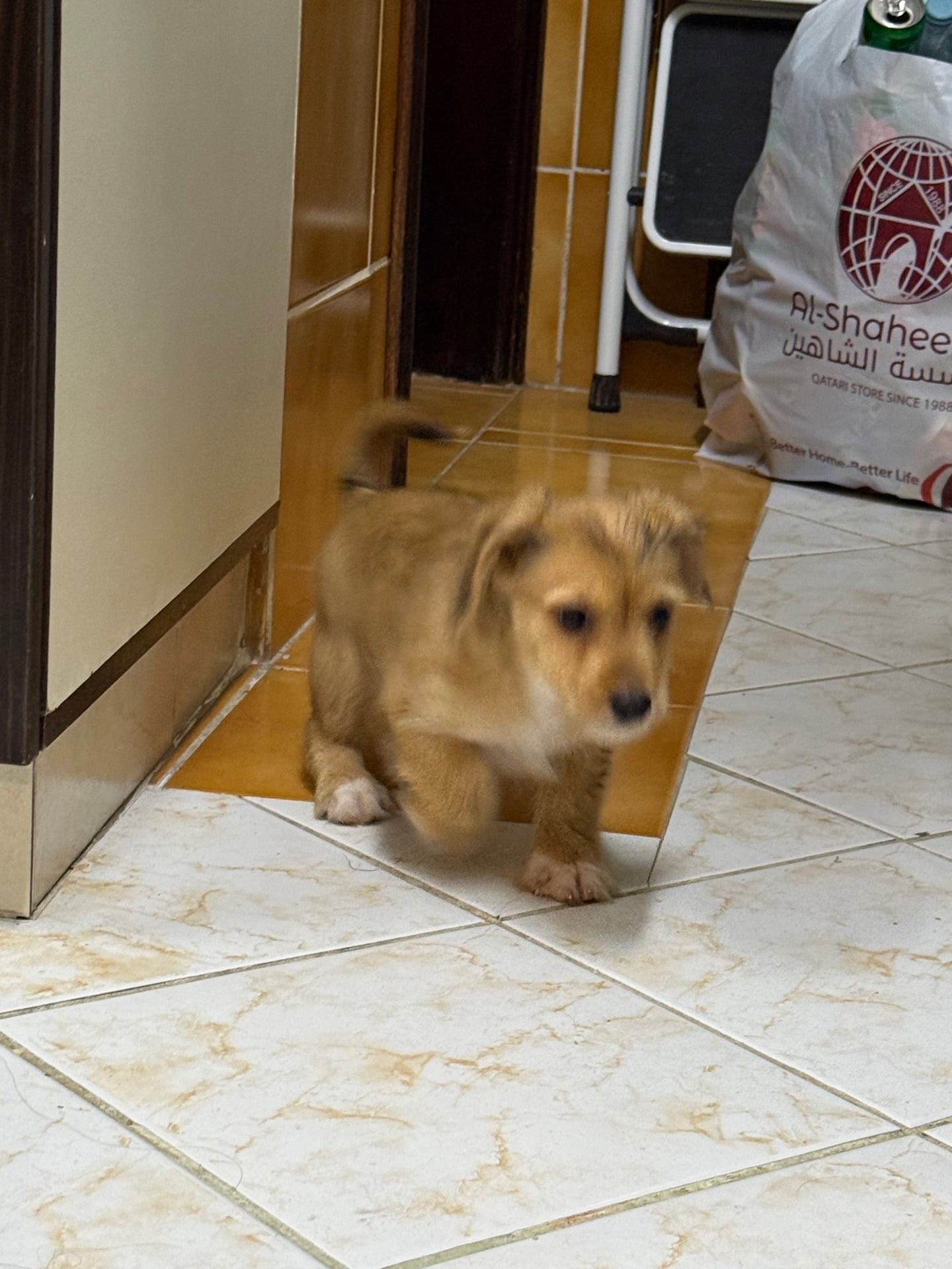Small Breed Puppies | Items | Qatar Living Classifieds | Qatar Living ...