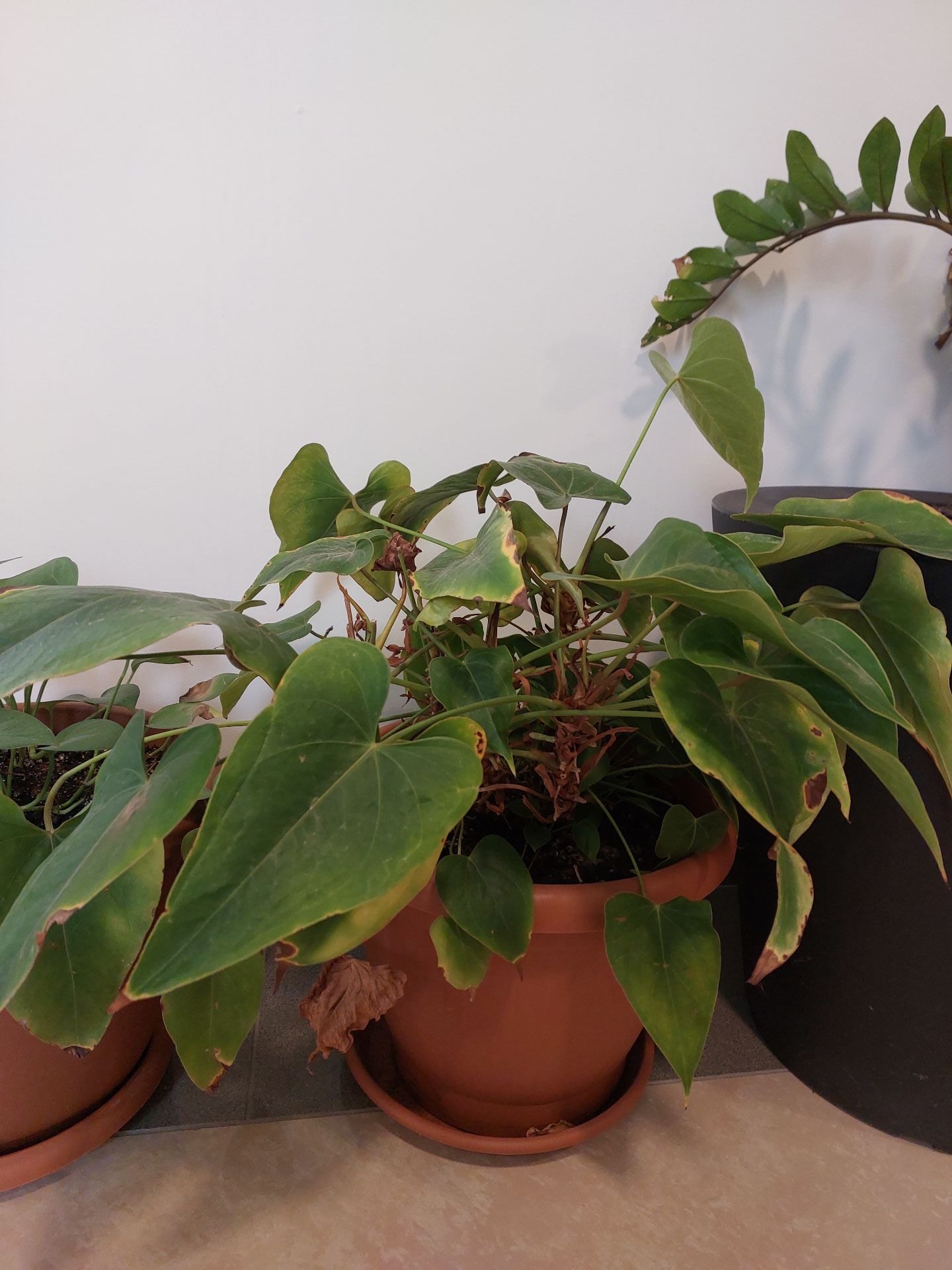 money plant with pot & water dripping tray | Items | Qatar Living ...