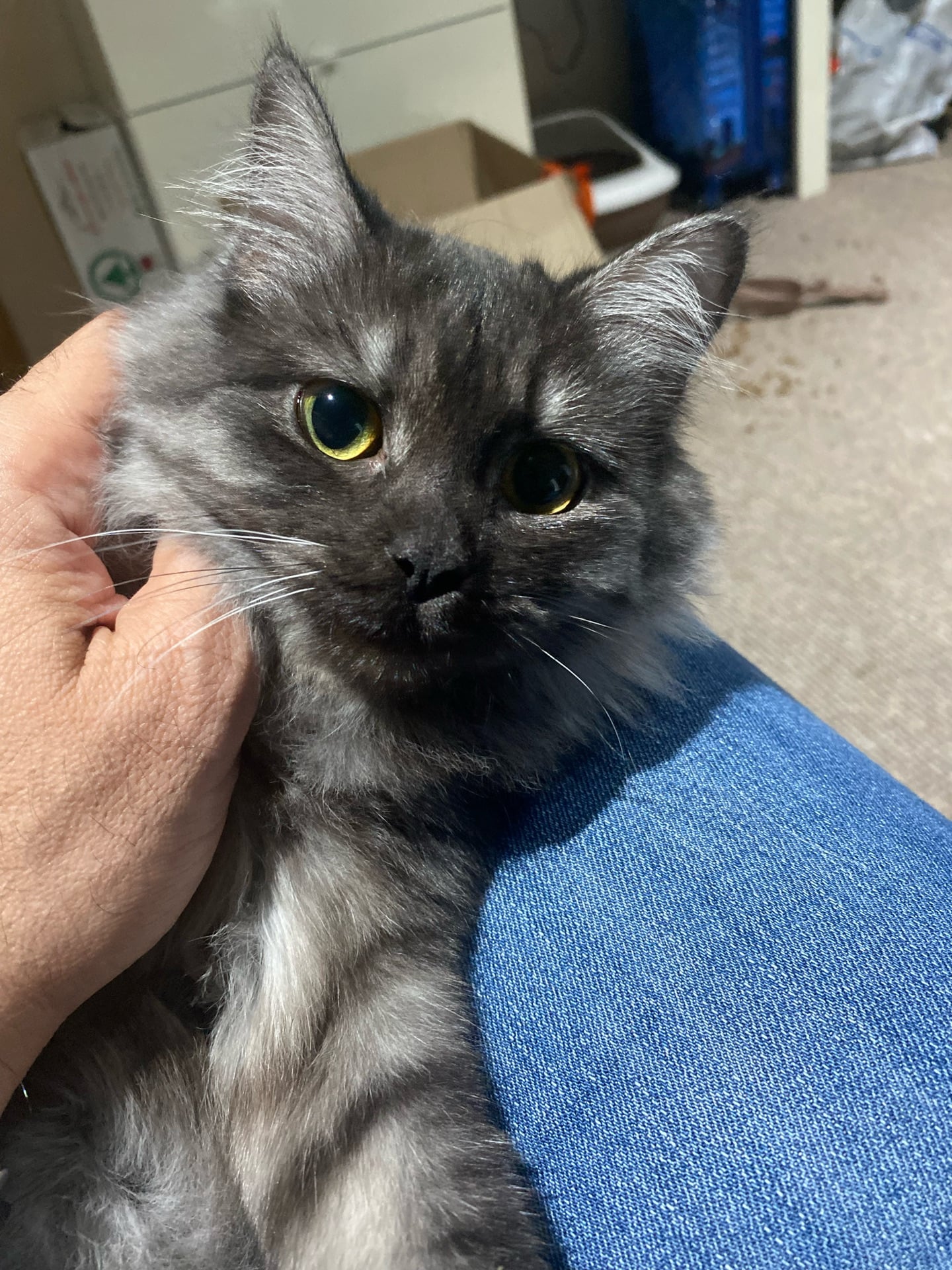 Persian Female Cat for Adoption | Items | Qatar Living Classifieds ...