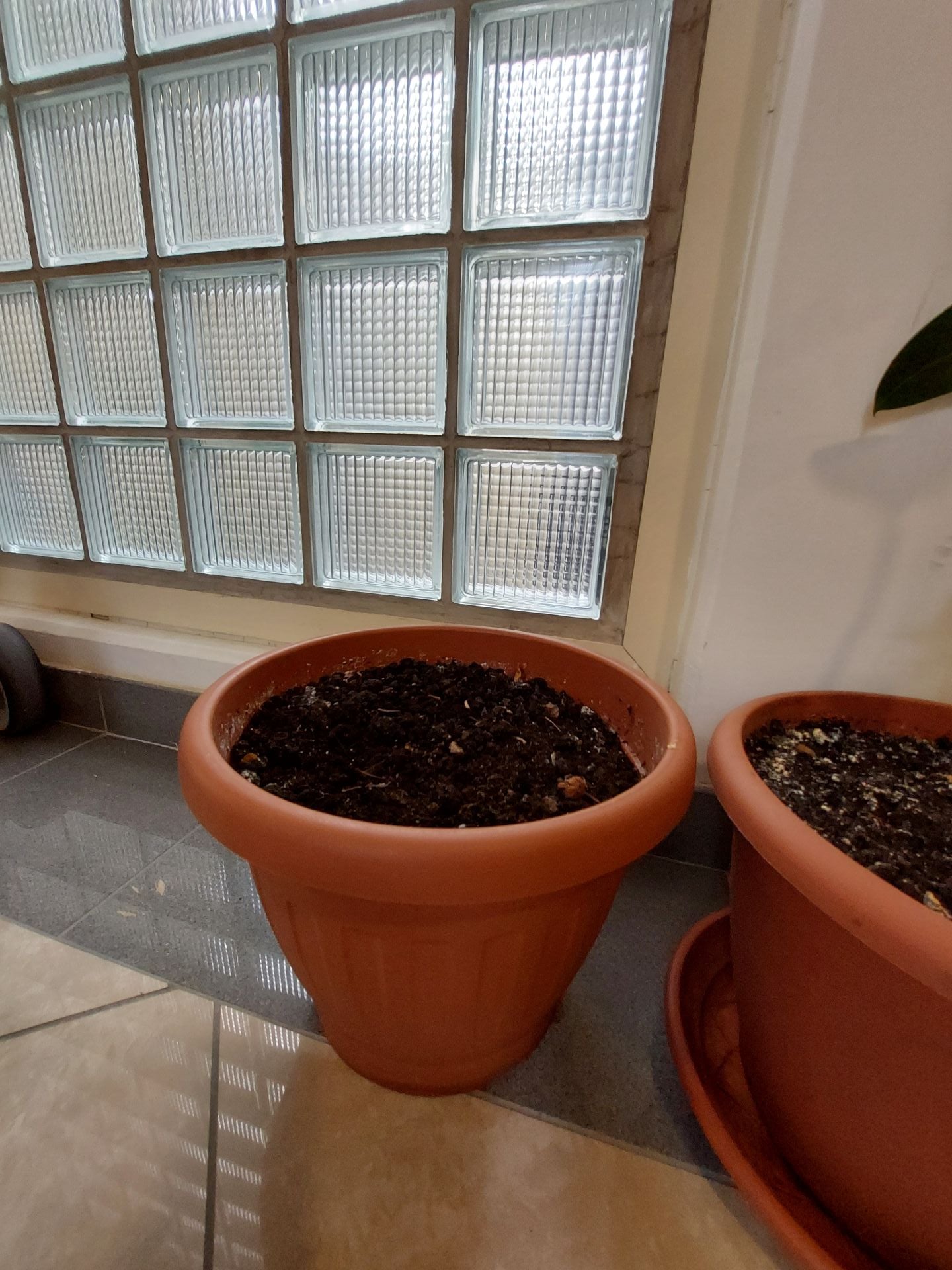 Selling rubber plant and 1 extra pot with soil | Items | Qatar Living ...
