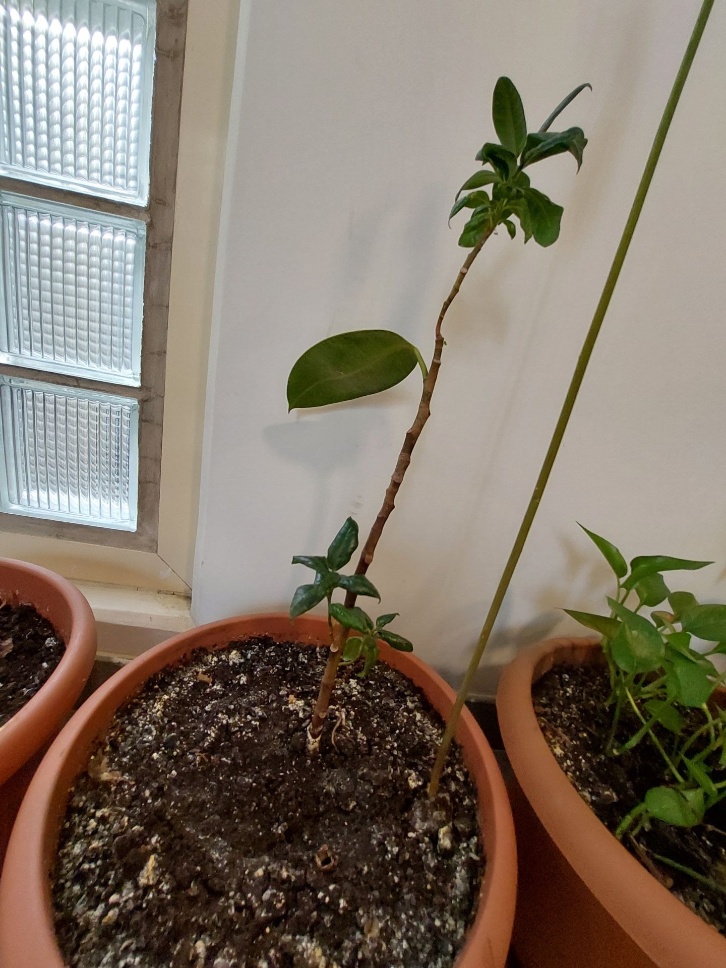Selling rubber plant and 1 extra pot with soil | Items | Qatar Living ...