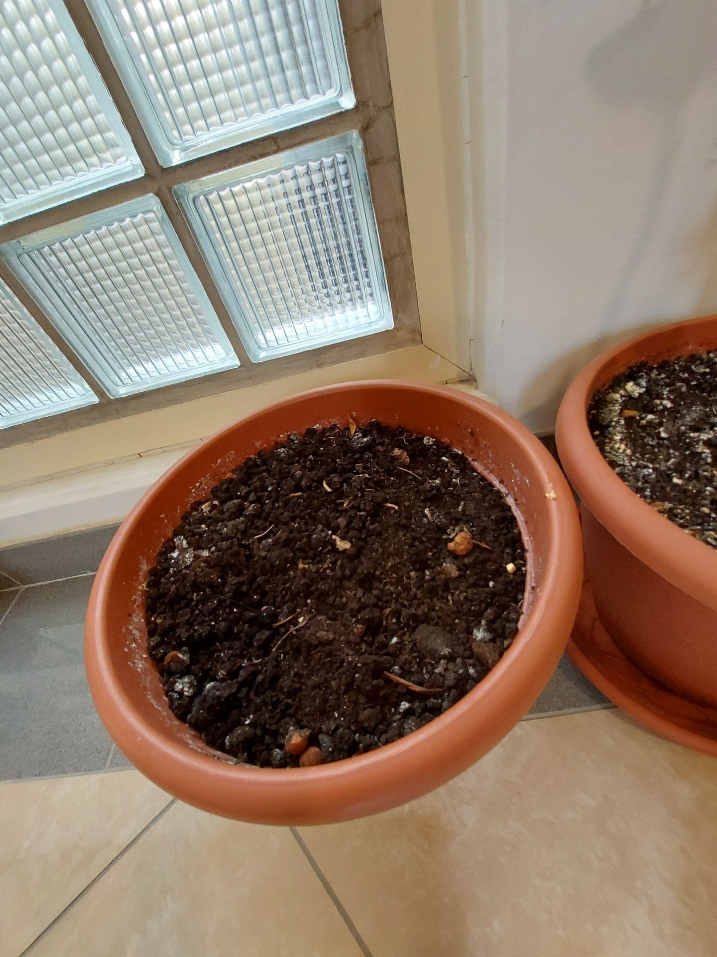 Selling rubber plant and 1 extra pot with soil | Items | Qatar Living ...